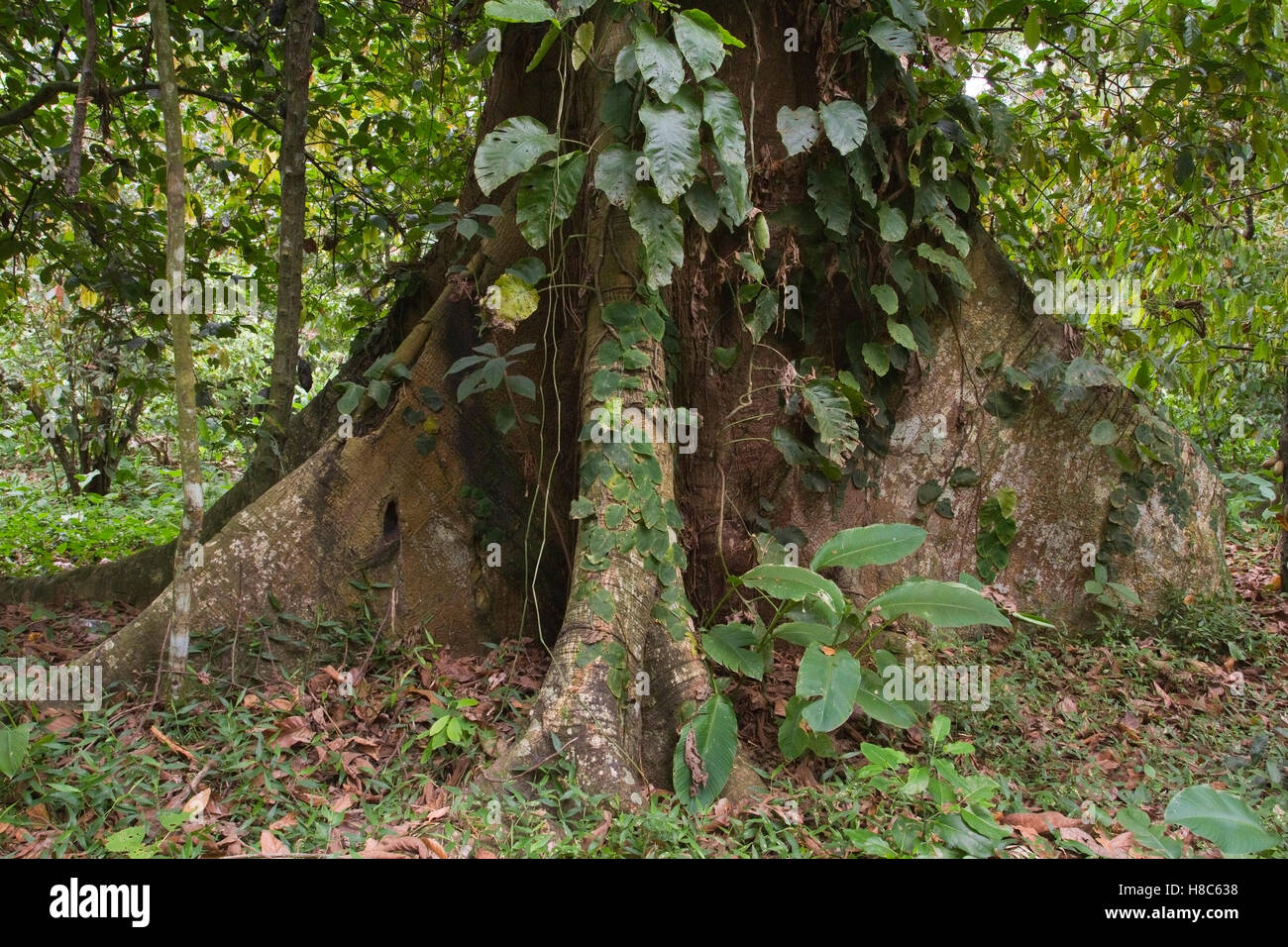 Buttress root in rainforest, Venezuela Stock Photo - Alamy