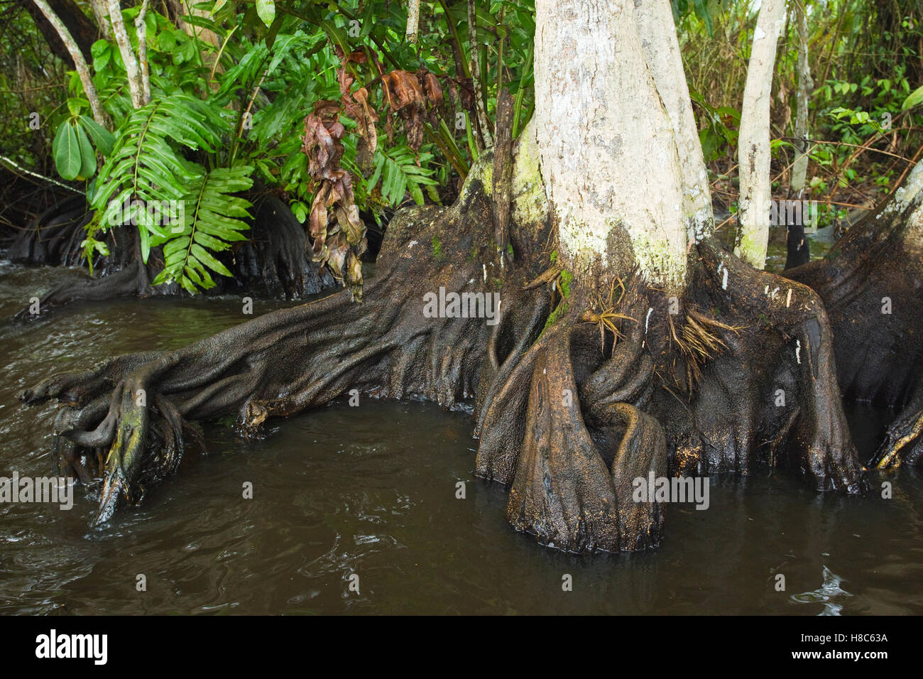 Flooded forest, Venezuela Stock Photo - Alamy