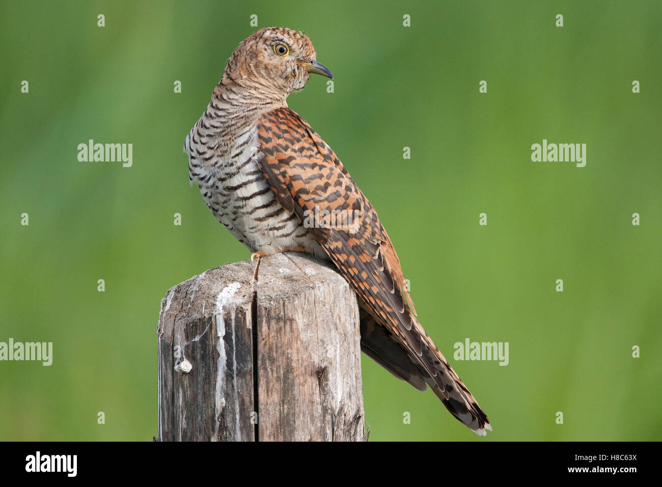 Common Cuckoo (Cuculus canorus) female, Friesland, Netherlands Stock ...