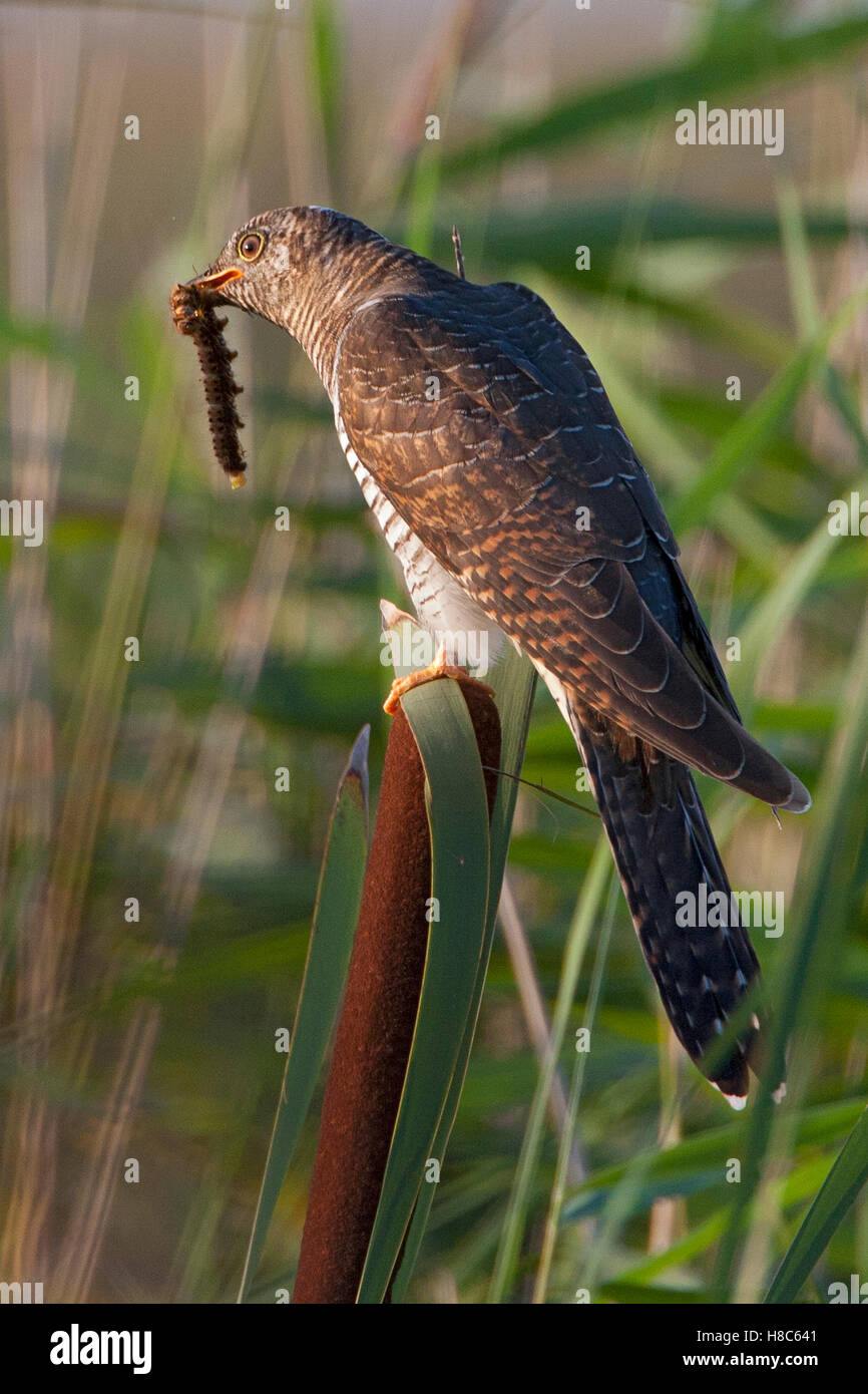 Common Cuckoo (Cuculus canorus) female with caterpillar prey, Friesland ...