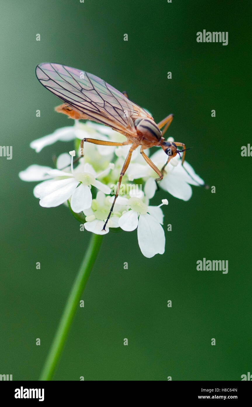 Dagger Fly (Empis digramma) on flower, Europe Stock Photo - Alamy