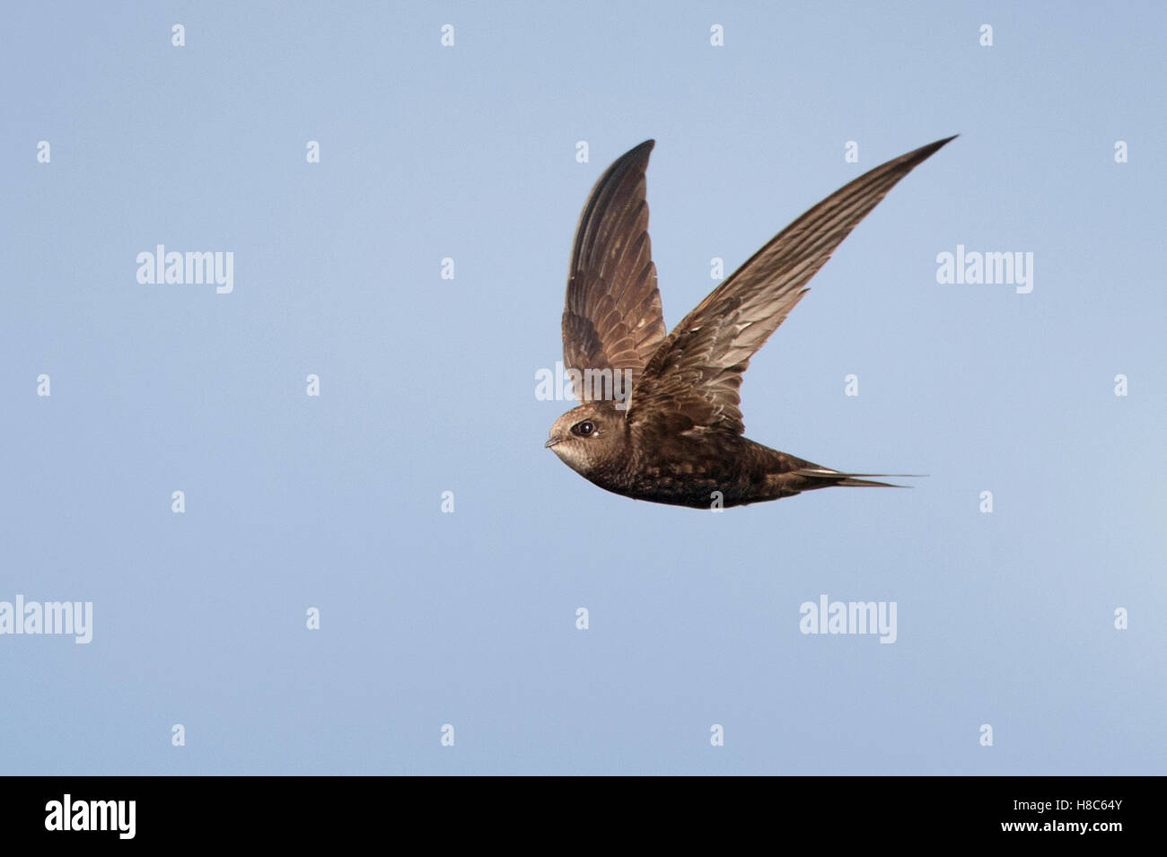 Common Swift (Apus apus) flying, Europe Stock Photo - Alamy