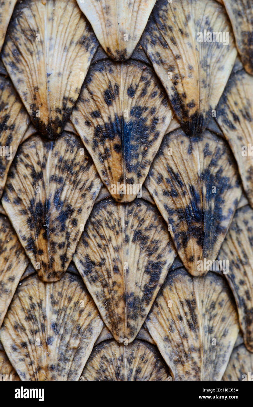 Western Diamondback Rattlesnake (Crotalus atrox) scales, George West ...