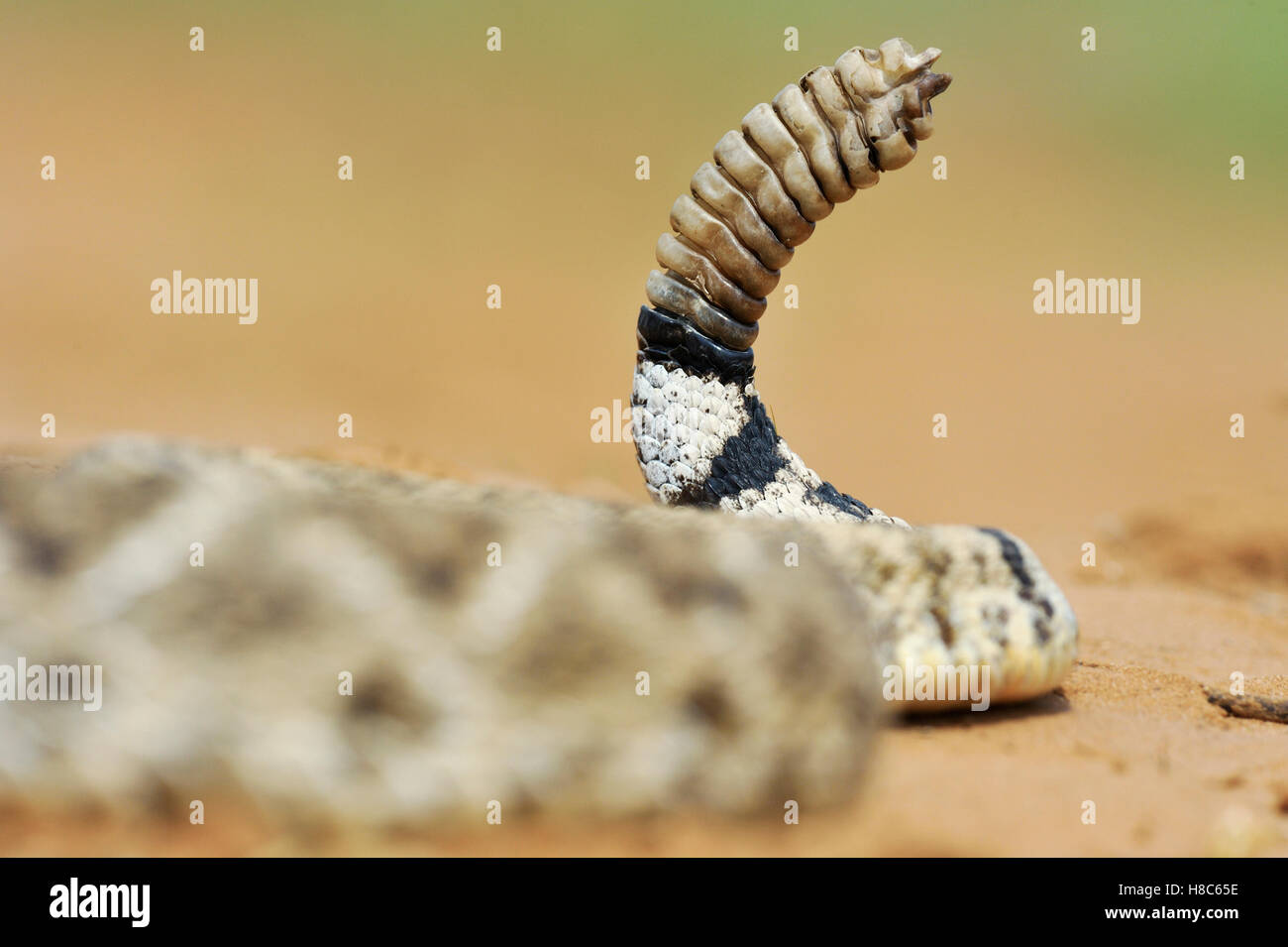 Western Diamondback Rattlesnake (Crotalus atrox) tail showing rattle ...