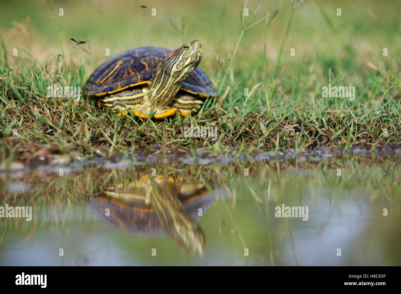 Red-eared Slider (Trachemys scripta elegans) turtle, George West, Texas ...