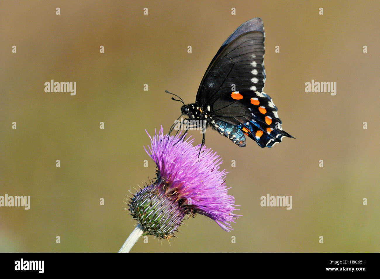 Pipe-vine Swallowtail (Battus philenor) on Texas Thistle (Cirsium ...