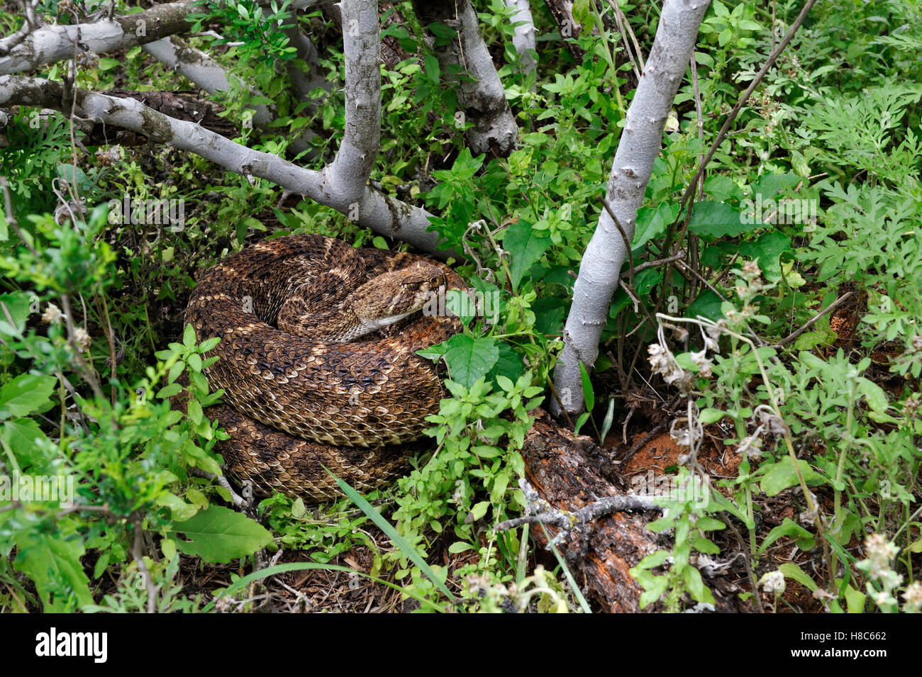 Western Diamondback Rattlesnake (Crotalus atrox) coiled in underbrush ...