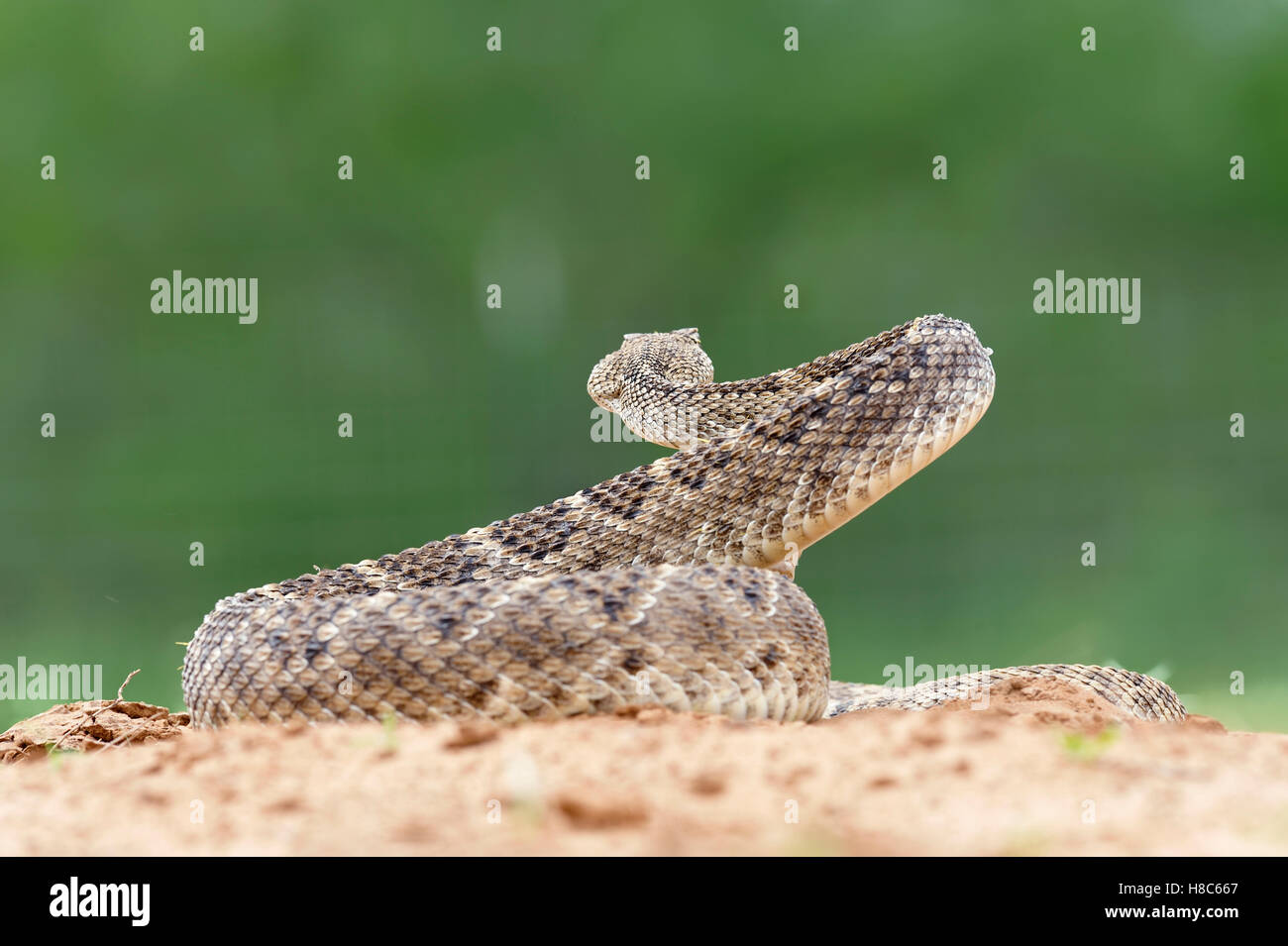 Western Diamondback Rattlesnake (Crotalus atrox) snake in defensive ...