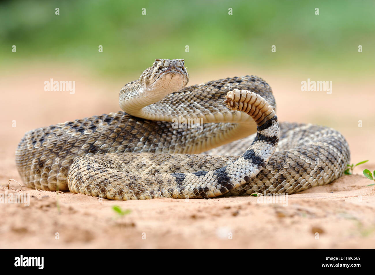 Western Diamondback Rattlesnake (Crotalus atrox) in defensive posture ...