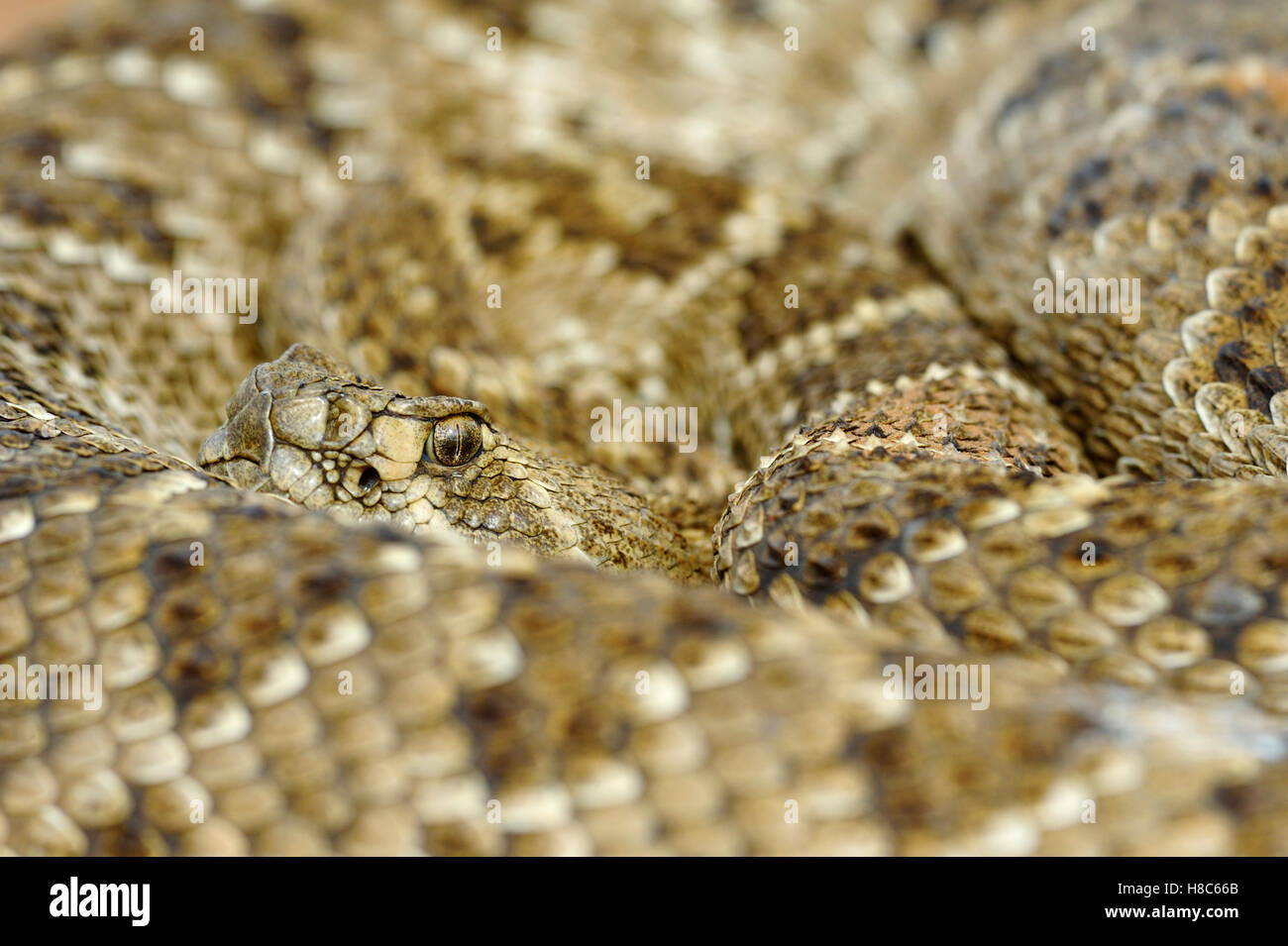 Western Diamondback Rattlesnake (Crotalus atrox) coiled, George West ...