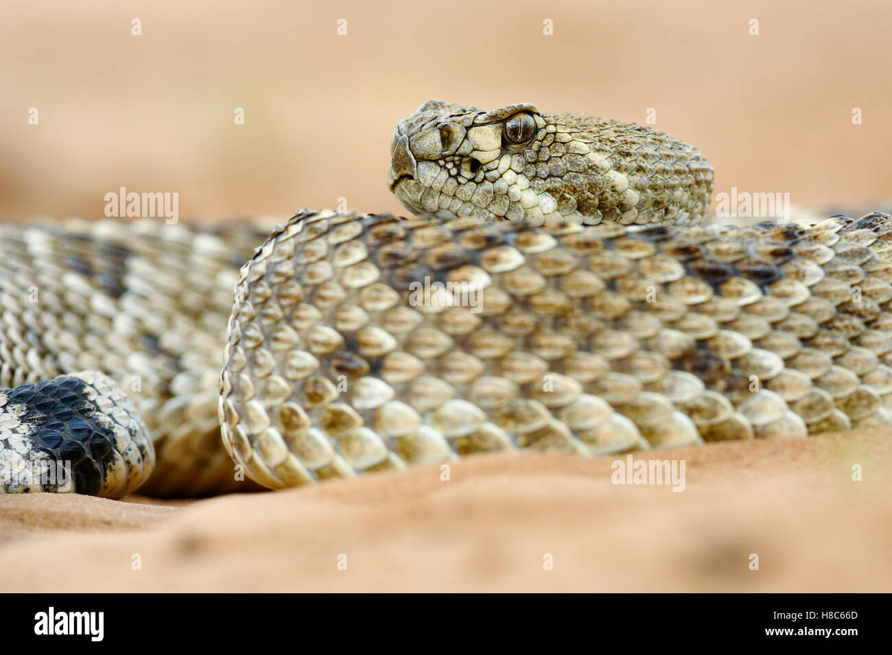 Western Diamondback Rattlesnake (Crotalus atrox), George West, Texas ...