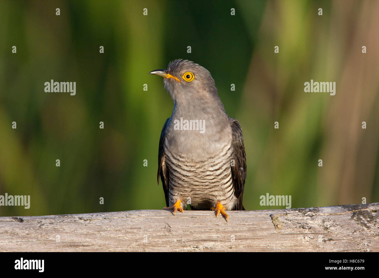 Common Cuckoo (Cuculus canorus) male, Friesland, Netherlands Stock ...