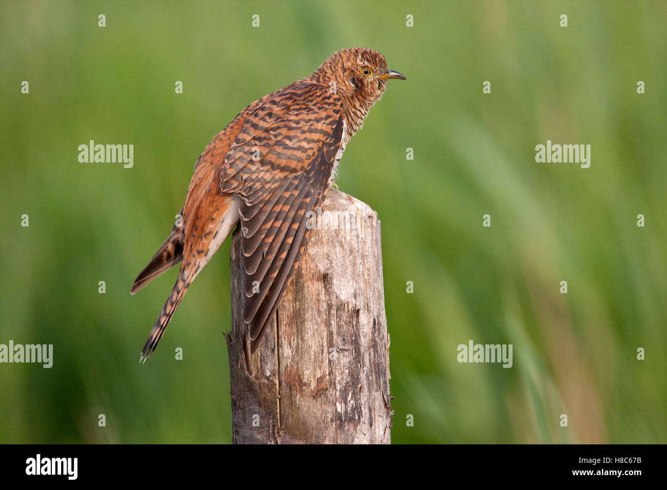 Common Cuckoo (Cuculus canorus) female, Friesland, Netherlands Stock ...