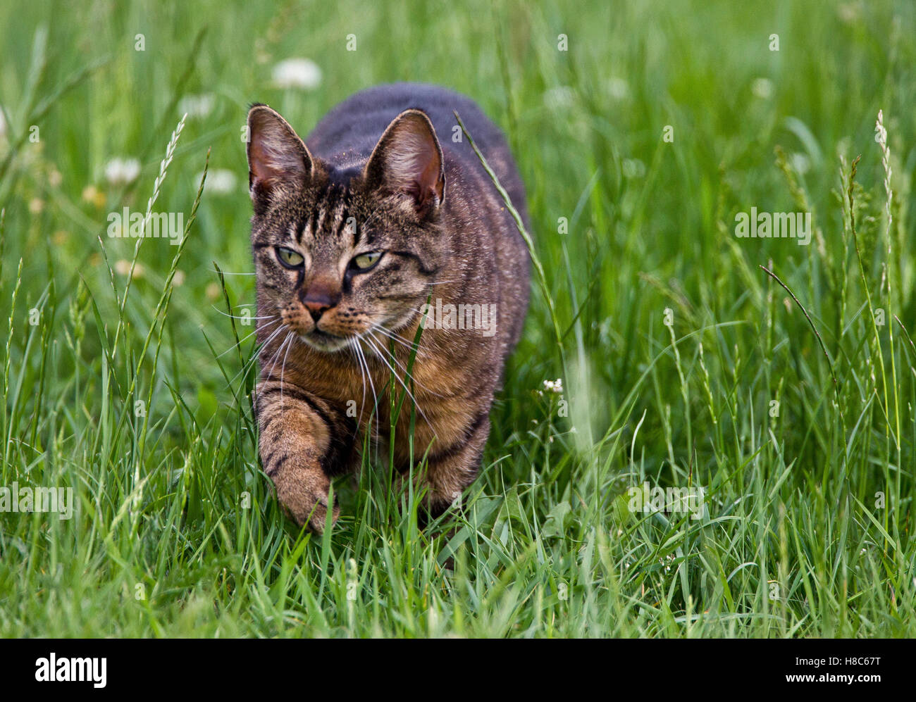 Domestic Cat (Felis catus) walking Stock Photo - Alamy