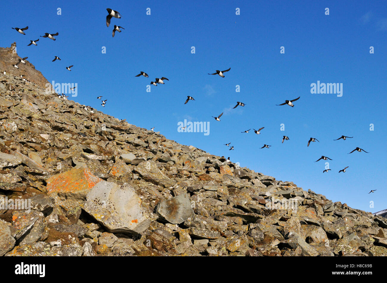 Little Auk (Alle alle) flock flying, Svarlbard, Norway Stock Photo - Alamy