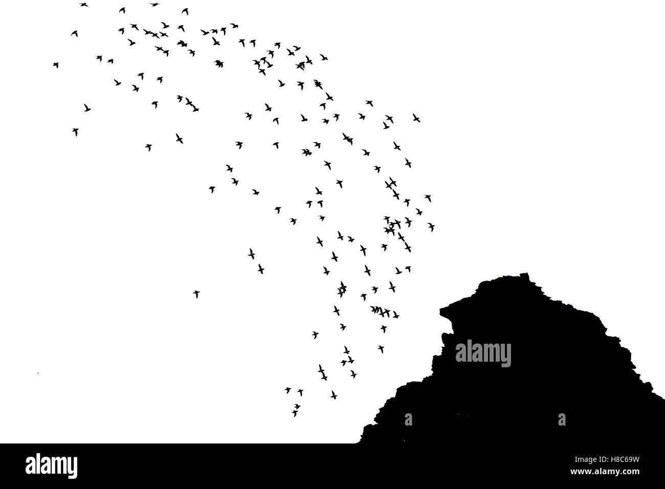 Little Auk (Alle alle) flock flying, Svalbard, Norway Stock Photo - Alamy