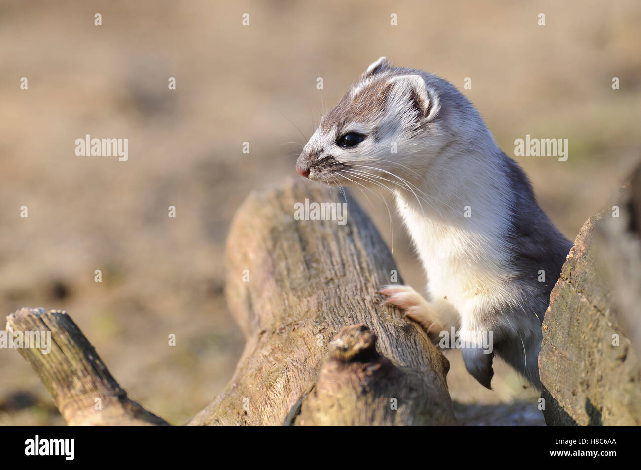 Short-tailed Weasel (Mustela erminea), Europe Stock Photo - Alamy