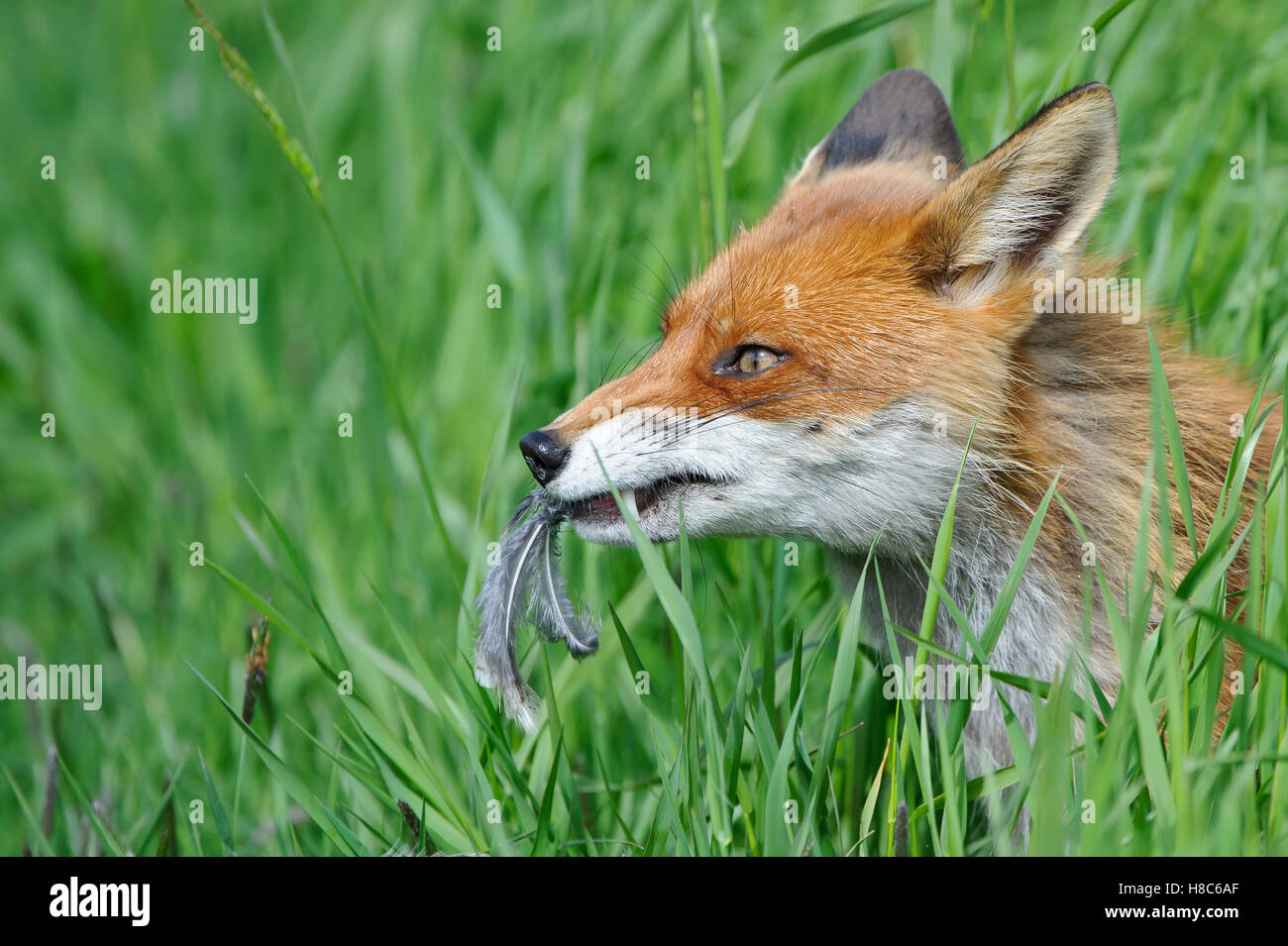 Red Fox (Vulpes vulpes) carrying bird prey, Europe Stock Photo - Alamy
