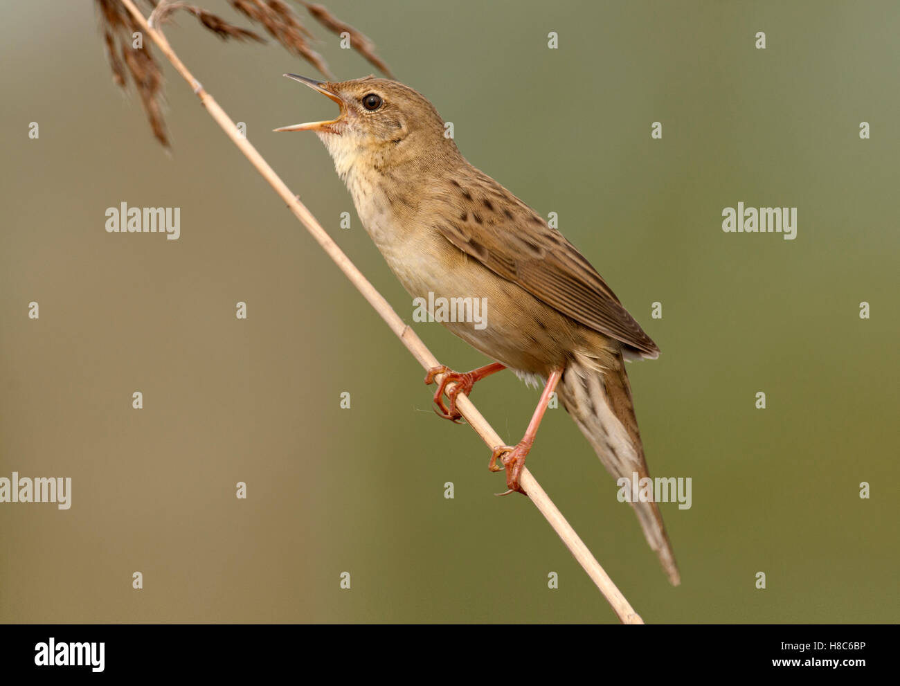 Grasshopper Warbler (Locustella naevia) singing, Europe Stock Photo - Alamy