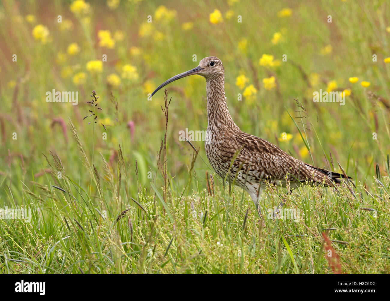 Eurasian Curlew (Numenius arquata) in meadow, Europe Stock Photo - Alamy