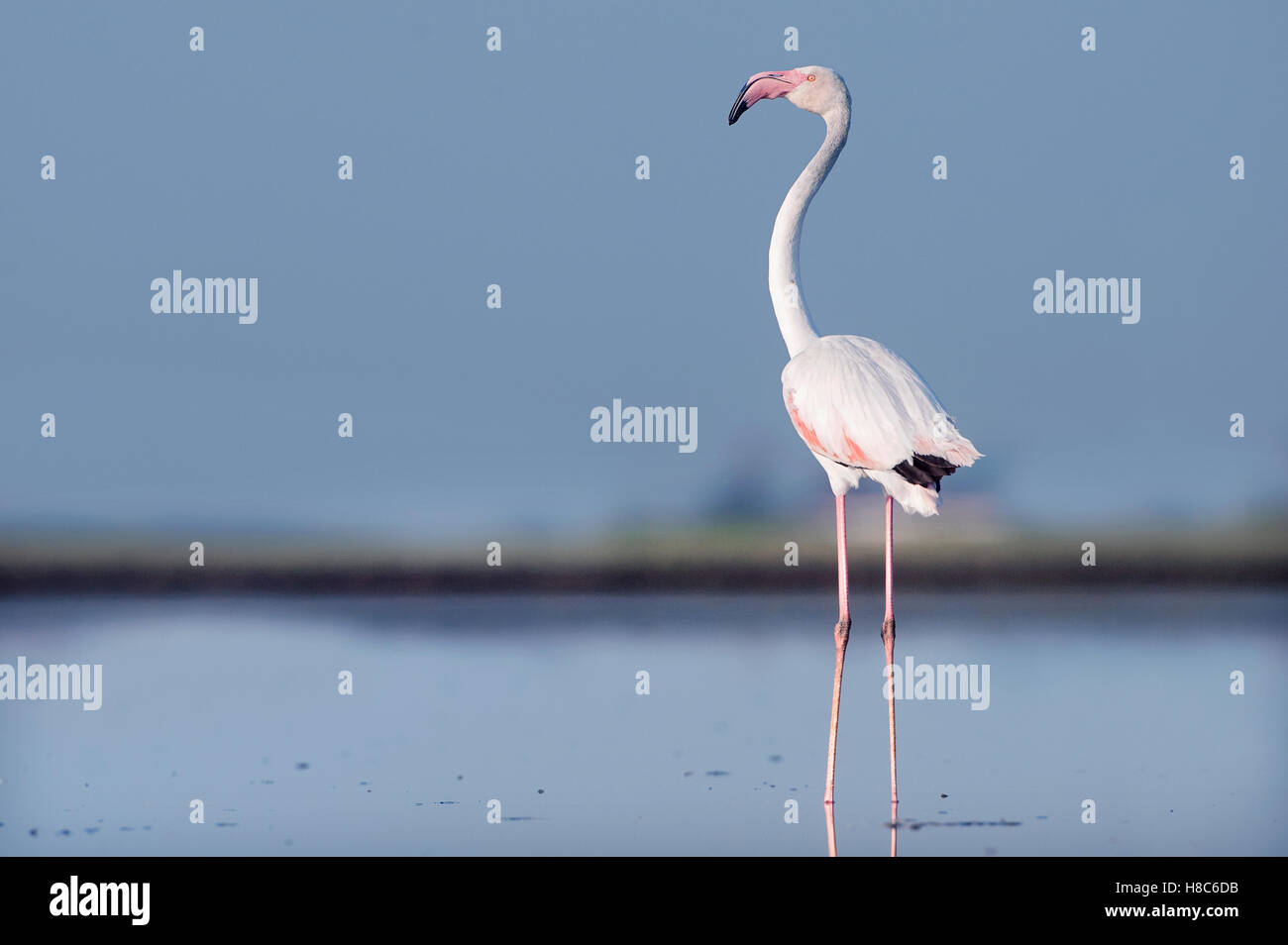 European Flamingo (Phoenicopterus roseus), France Stock Photo - Alamy