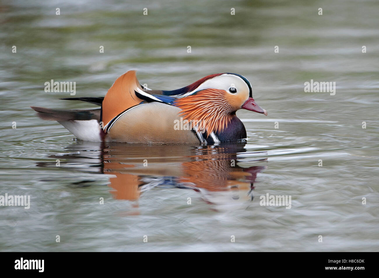 Mandarin Duck (Aix galericulata) male, Europe Stock Photo - Alamy