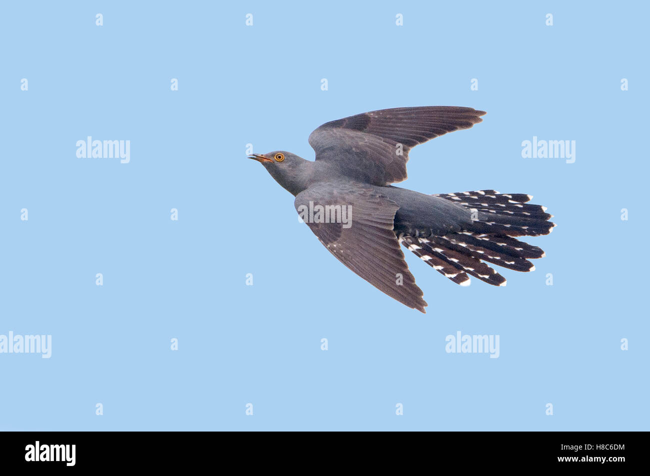 Common Cuckoo (Cuculus canorus) male flying, Europe Stock Photo - Alamy