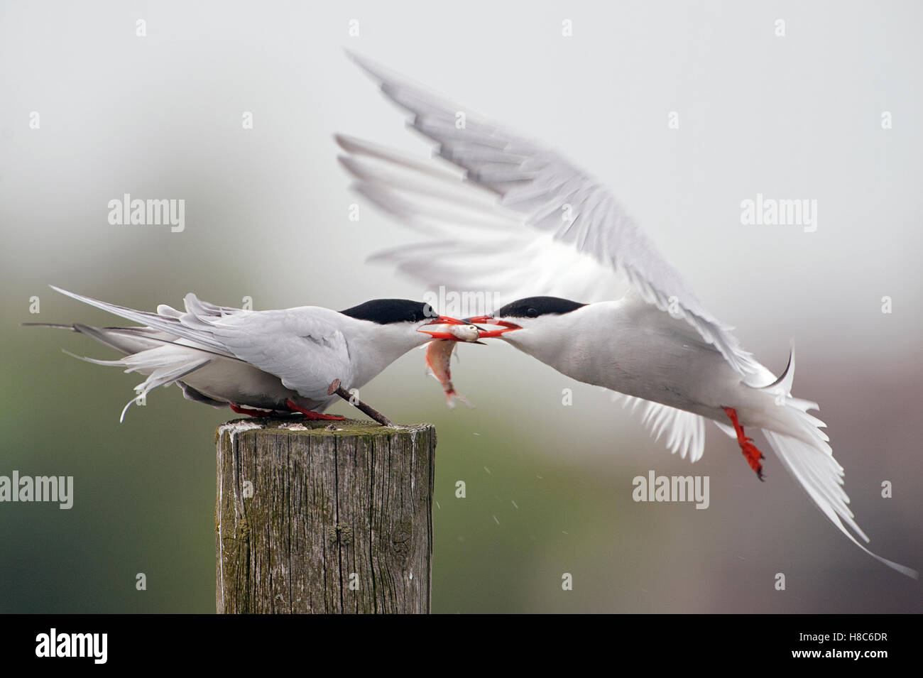 Common Tern (Sterna hirundo) male feeding fish to female, Europe Stock ...