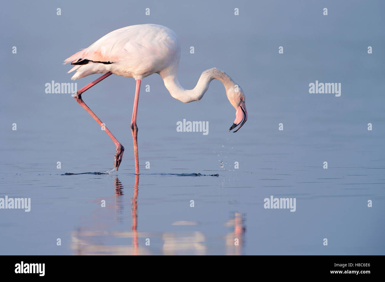 European Flamingo (Phoenicopterus roseus) foraging, France Stock Photo ...