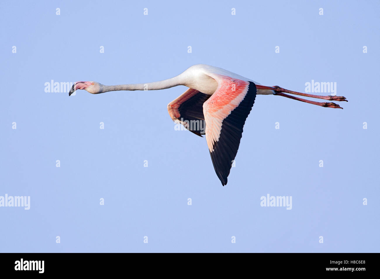 European Flamingo (Phoenicopterus roseus) flying, France Stock Photo ...