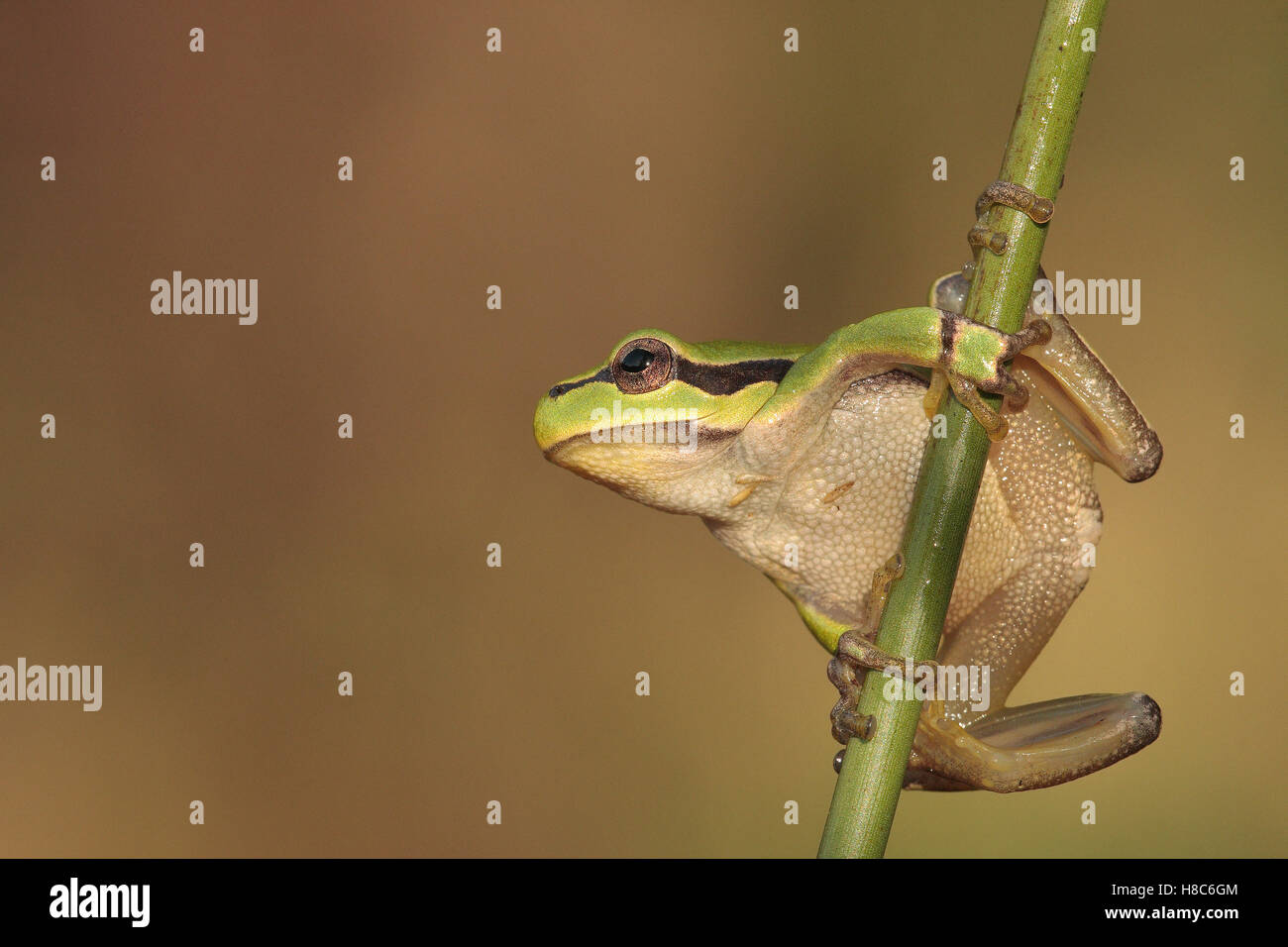 European Tree Frog (Hyla arborea) juvenile, Europe Stock Photo - Alamy