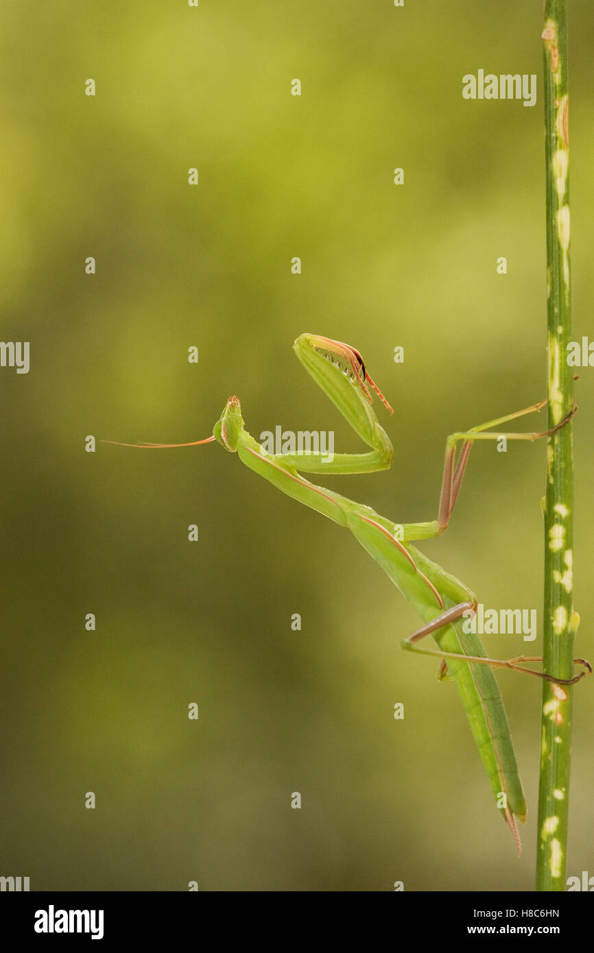 European Mantid (Mantis religiosa), Europe Stock Photo - Alamy