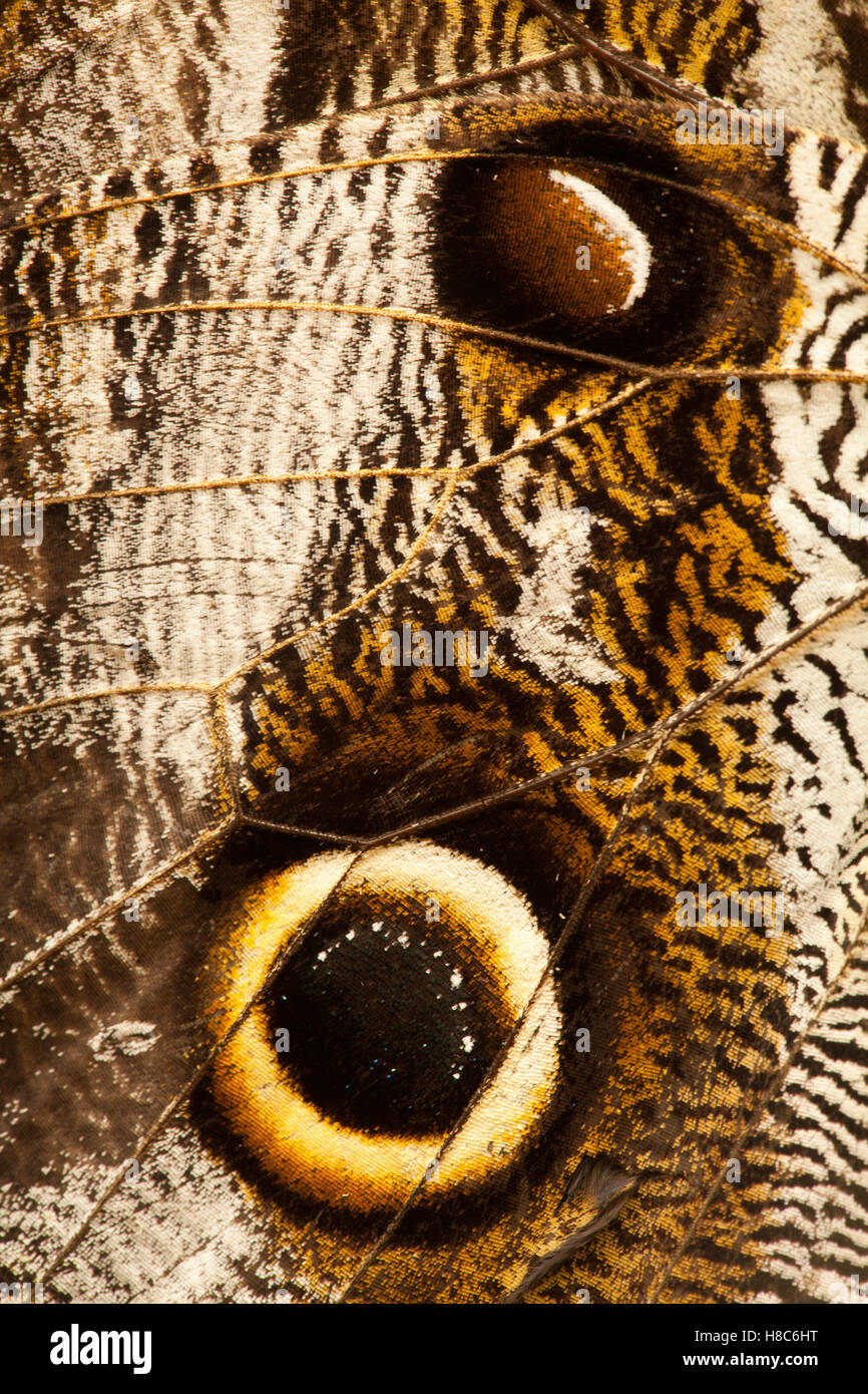Forest Giant-Owl (Caligo eurilochus) butterfly wing with false eye spot ...