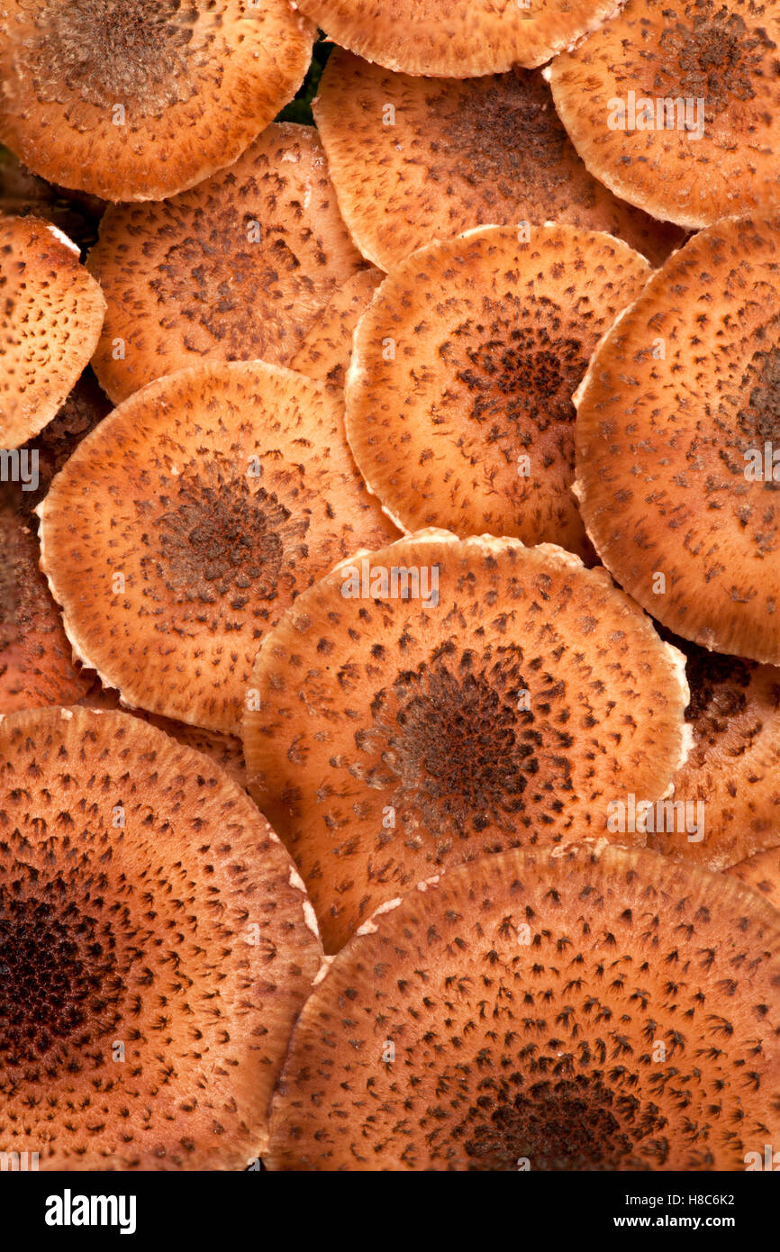 Honey Fungus (Armillaria sp) group, Europe Stock Photo - Alamy