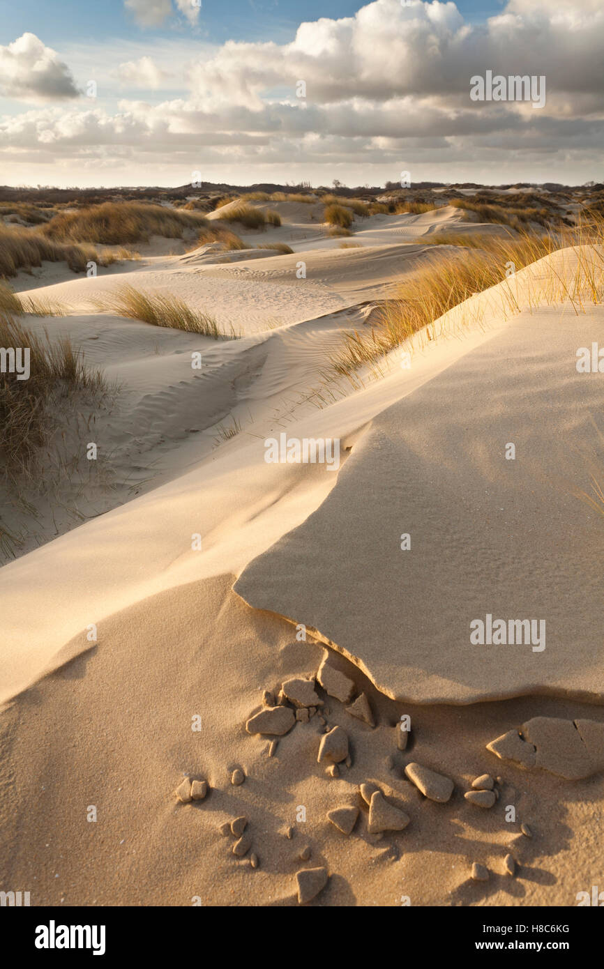 Coastal sand dunes, De Panne, Belgium Stock Photo - Alamy