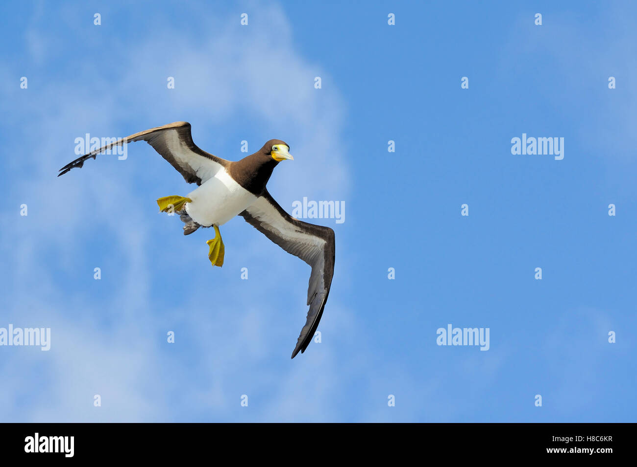 Brown Booby (Sula leucogaster) flying Stock Photo - Alamy