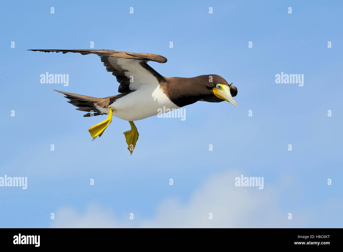 Brown Booby (Sula leucogaster) flying Stock Photo - Alamy