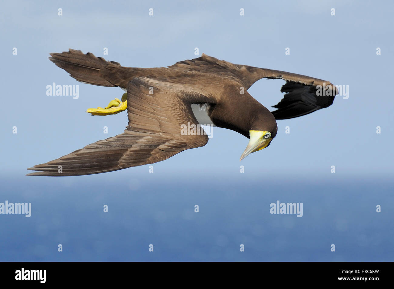 Brown Booby (Sula leucogaster) flying Stock Photo - Alamy