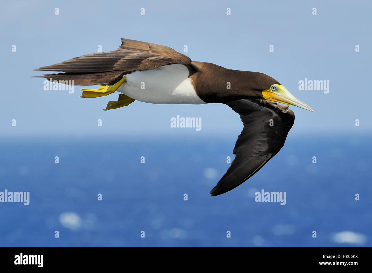 Brown Booby (Sula leucogaster) flying Stock Photo - Alamy
