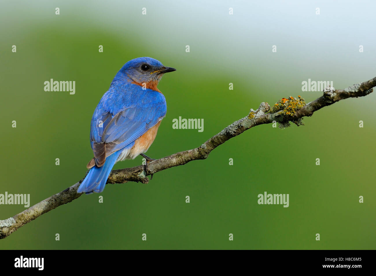 Eastern Bluebird (Sialia sialis) male, North America Stock Photo - Alamy