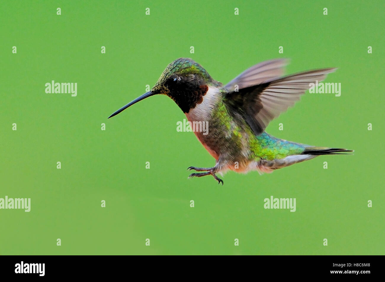 Ruby-throated Hummingbird (Archilochus colubris) male flying, North ...