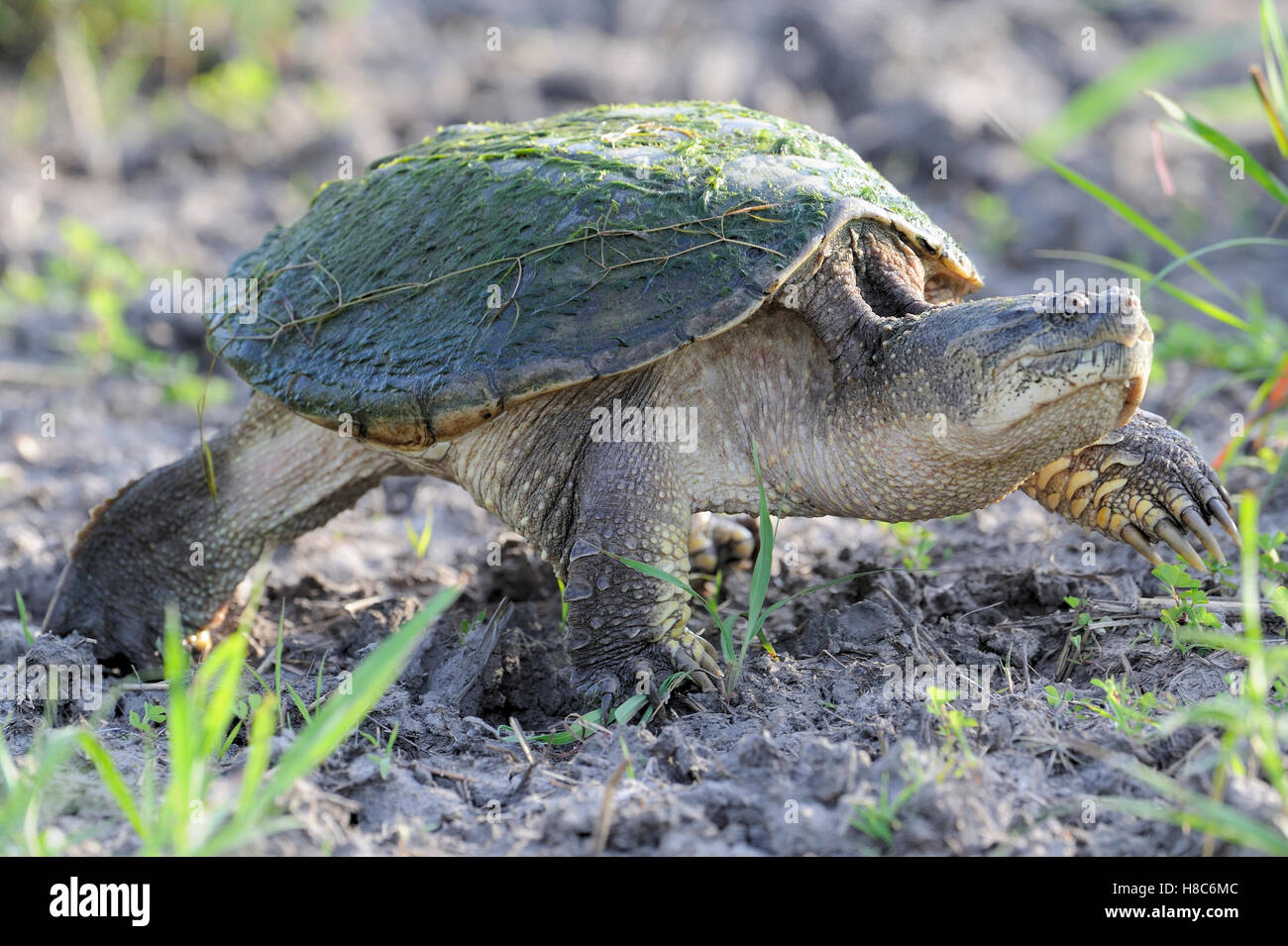 Snapping Turtle (Chelydra serpentina), North America Stock Photo - Alamy