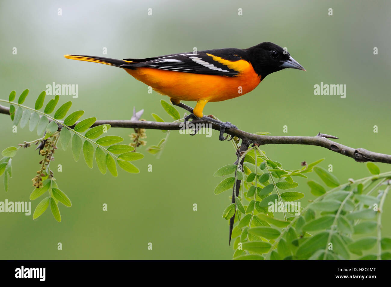 Baltimore Oriole (Icterus galbula) male on Honey Locust (Gleditsia ...