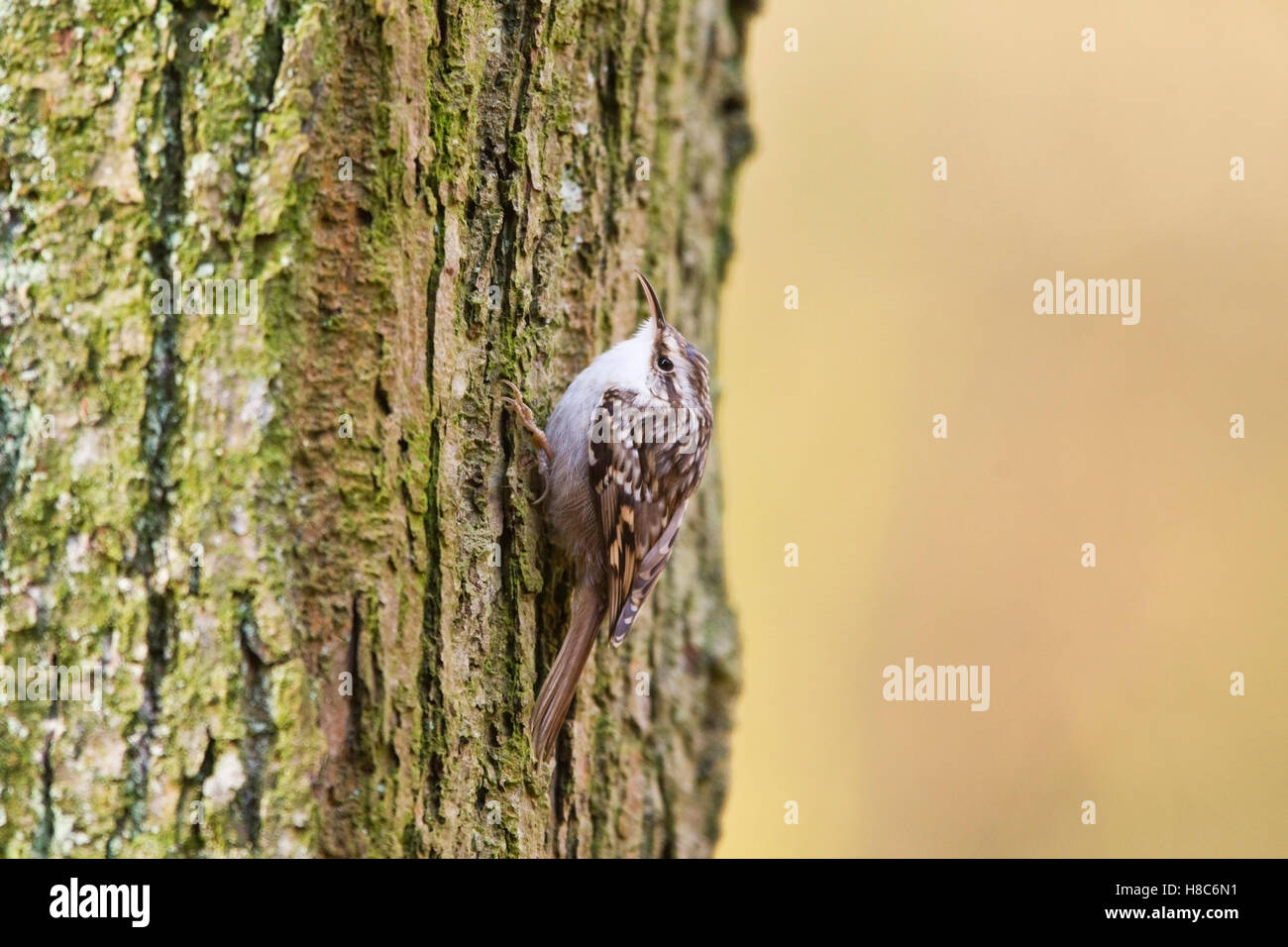 Short-toed Tree-Creeper (Certhia brachydactyla) clinging to tree trunk ...
