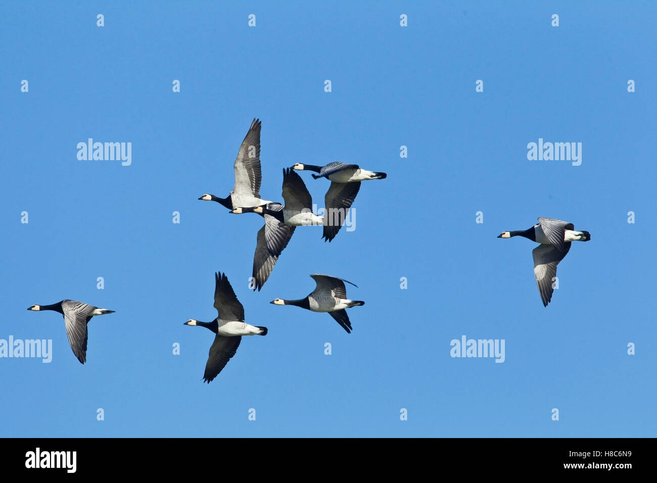 Barnacle Goose (Branta leucopsis) flock flying, Norway Stock Photo - Alamy