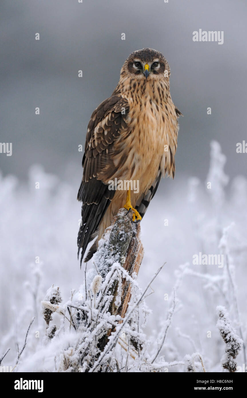 Northern Harrier (Circus cyaneus) female in winter, Europe Stock Photo ...
