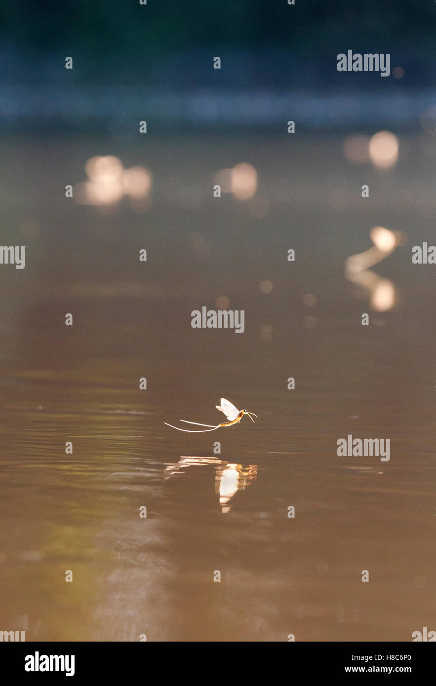 Tisza Mayfly (Palingenia longicauda) male flying over water, Tisza ...
