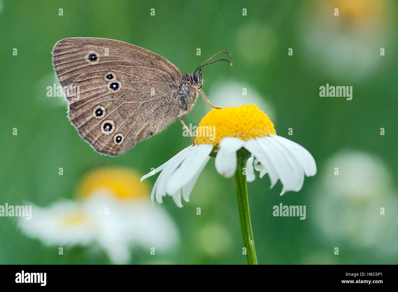 Ringlet (Aphantopus hyperantus) butterfly on Marguerite (Leucanthemum ...