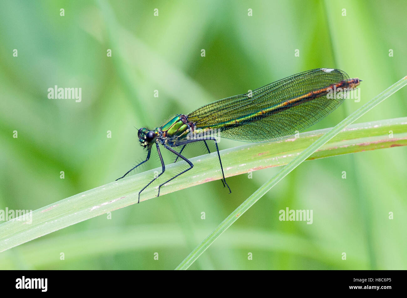 Banded Demoiselle (Calopteryx splendens) damselfly female, Europe Stock Photo - Alamy
