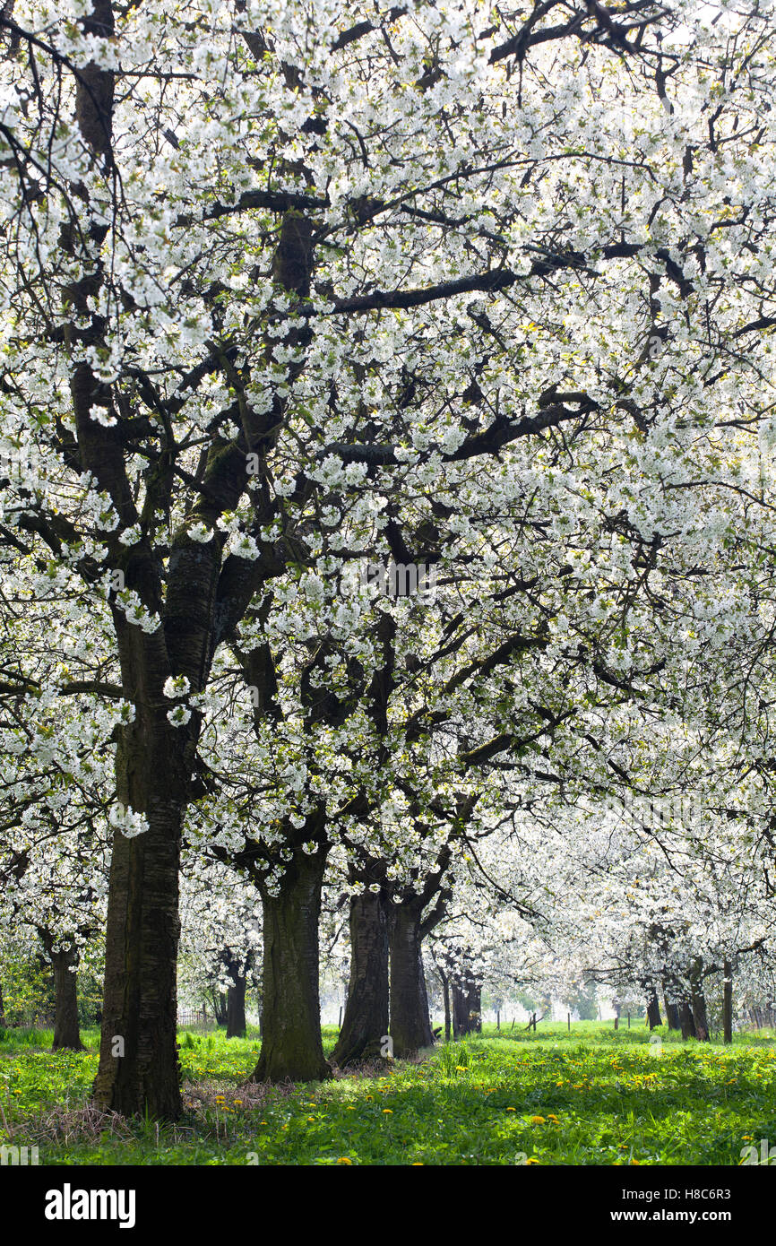 Cherry (Prunus sp) trees flowering, Engelmanshoven, Belgium Stock Photo ...